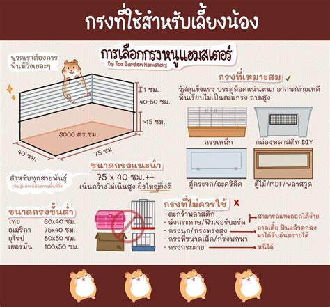 “หนูแฮมสเตอร์” เจ้าหนูตัวจิ๋วสุดน่ารักกับวิธีการเลี้ยงที่ไม่ยาก