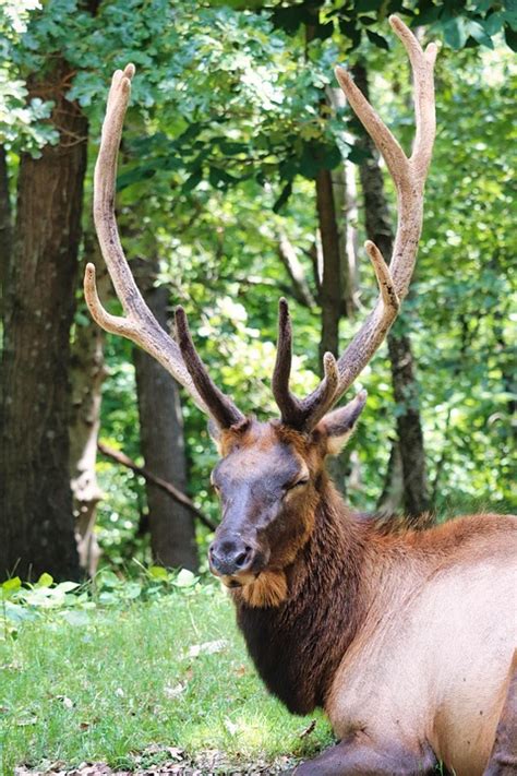 Elk Antlers Deer Free Photo On Pixabay