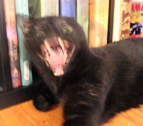 Funny Black Cat Meme