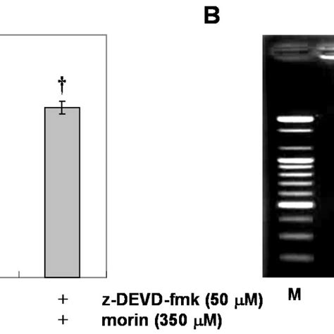 Activation Of Caspases And Subsequent Cleavage Of Parp During The