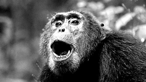 2019 20 Rushaga Gorilla Habituation Experience Safari From Kigali Rwanda