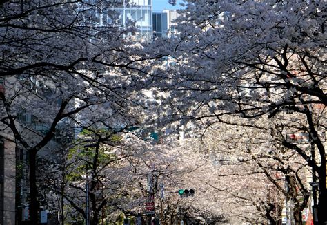 春爛漫の日本橋で楽しむ桜の饗宴皇居東御苑から日本橋さくら通り国立劇場まで約150本の桜が彩る絶景スポットを巡る