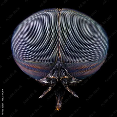 Fly Under A Microscope