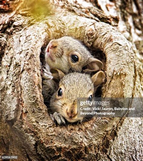 Inside Squirrel Nest