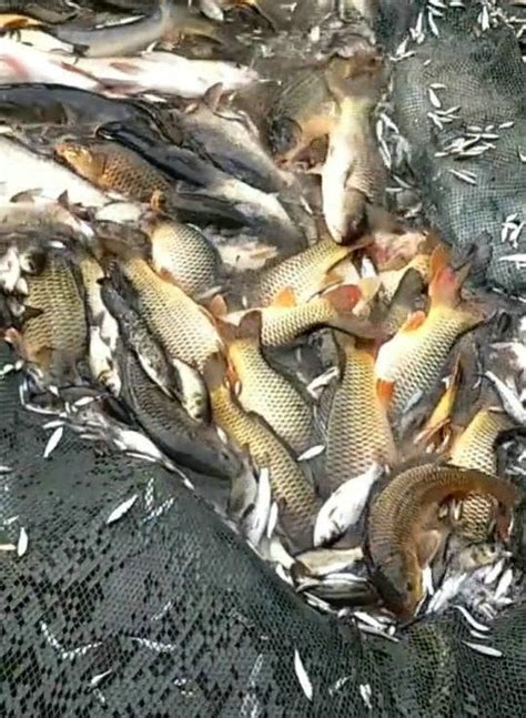 直播捕魚成網紅，月入數萬，可也招來指責 每日頭條