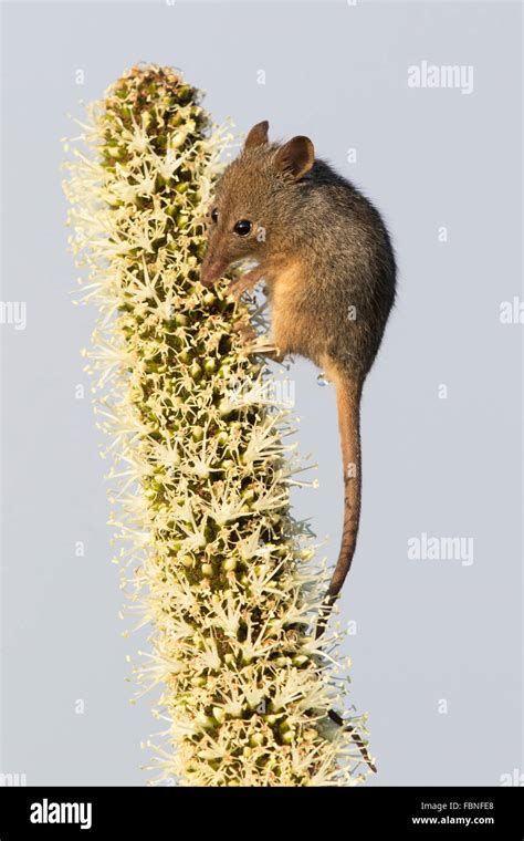 Honey Possum Tarsipes Rostratus Feeding On Grass Tree Xanthorrhoea