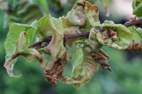 Branch Of A Peach Tree With Leaf Curl Caused By A Fungus Stock Image