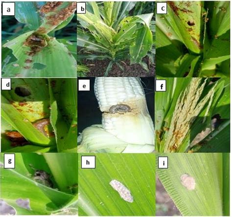 Symptoms Of Spodoptera Frugiperda Larvae On Maize Plants Larva Of Faw