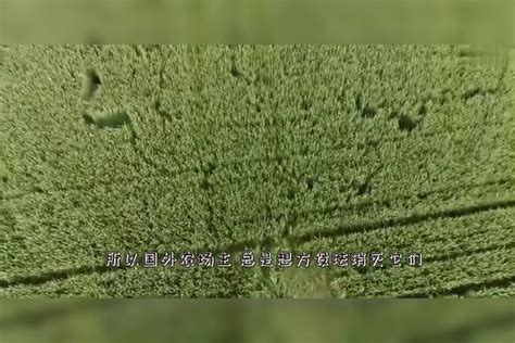 鲤鱼在国外疯狂泛滥，小龙虾也紧随其后，网友：别拦我，让我去吃网友鲤鱼
