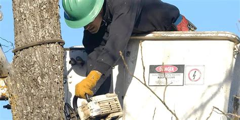 Tree Removal Services In Texas Stonebridge Lawn Garden