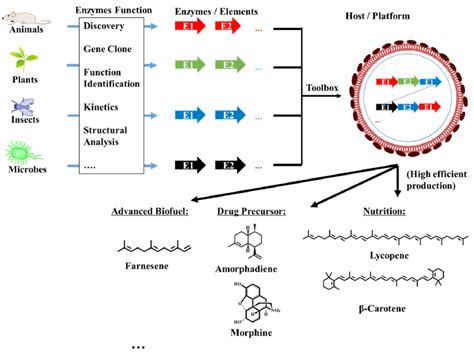 Synthetic Biology Enzyme Functions For Natural Product Biosynthesis