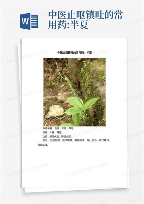 中医止呕镇吐的常用药 半夏Word模板下载 编号lrpbvpxx 熊猫办公