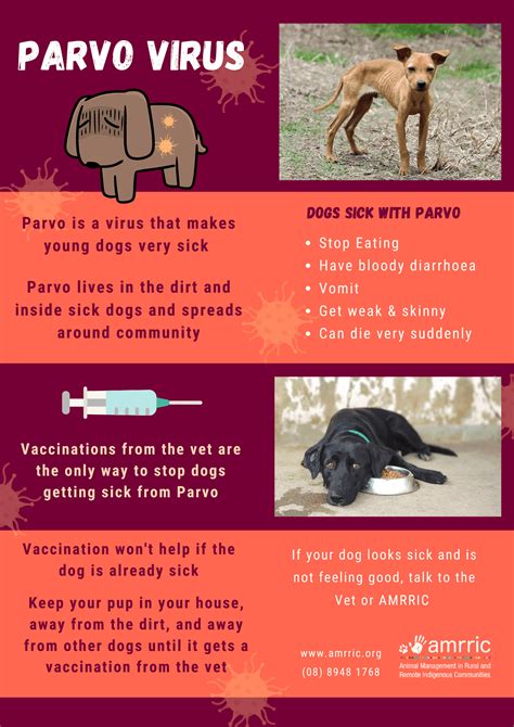 Can Parvo Spread From Dogs To Cats