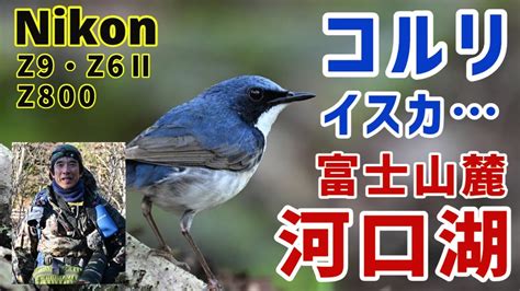 河口湖富士山麓 2023夏鳥 第九弾コルリイスカキビタキクロツグミノジコウグイスカワラヒワゴジュウカラ Nikon Z9