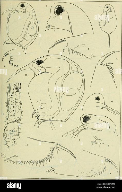 Bulletin De La Soci Neuchloise Des Sciences Naturelles 1917