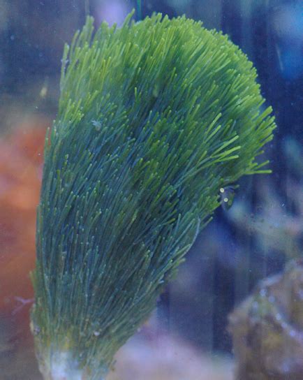 Green Saltwater Macro Algae Plant Shaving Brush Penicillus Sp