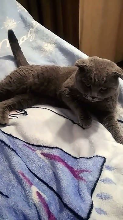 мілий котік Youtube