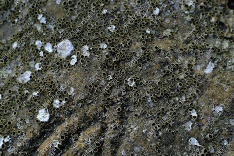 Close Up Of Barnacles On Rocky Surface Intricate Marine Life Textures