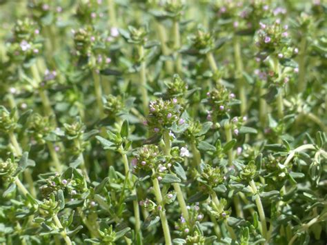 Farigola Thymus Vulgaris