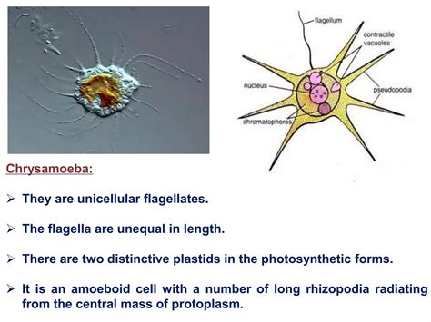 Classification Of Algae Ppt
