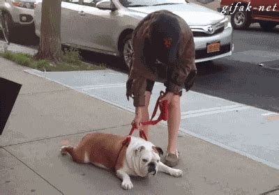 Lazy Mood Find Share On GIPHY