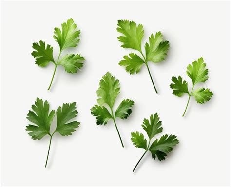 Premium Ai Image Coriander Leaves Vegetable Isolated On White Background