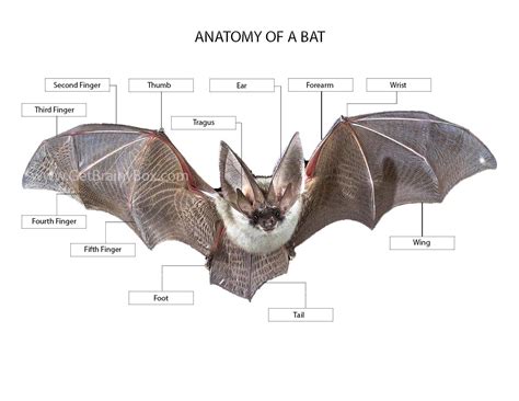 Anatomy Of A Bat Free Get Brainy Box