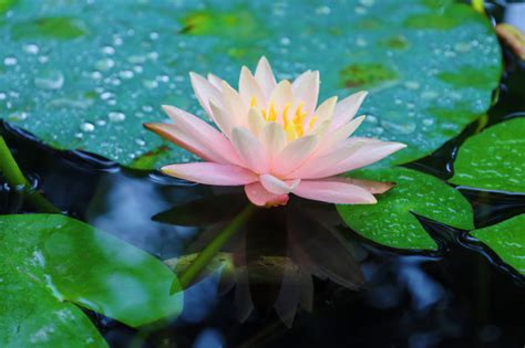 中国水利水电第七工程局有限公司 图片集锦 【摄影天地】过雨荷花艳满塘