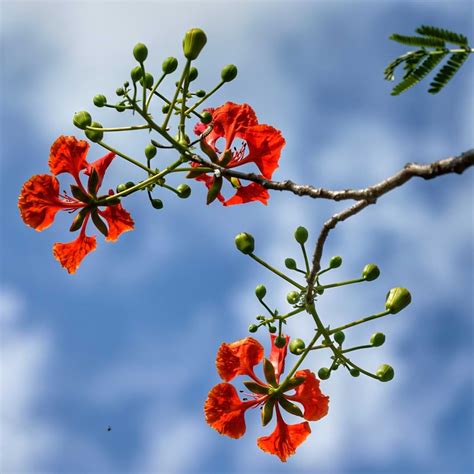Royal Poinciana Bonsai Flame Tree Care And Growing Guide