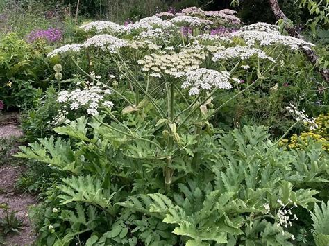 Is Cow Parsnip Dangerous Beneficial Or Harmful