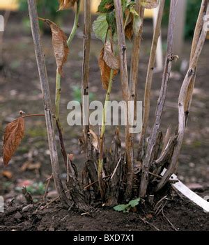 Raspberry Root Rot Phytophthora Fragariae Var Rubi Dead And Dying Raspberry Canes Stock Photo