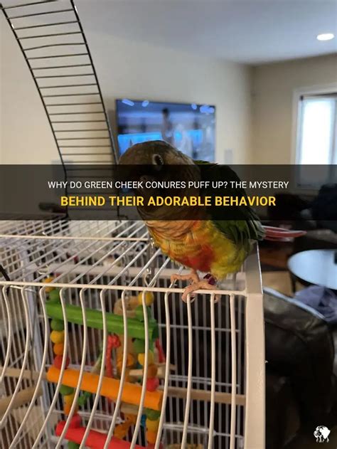 Why Do Green Cheek Conures Puff Up The Mystery Behind Their Adorable