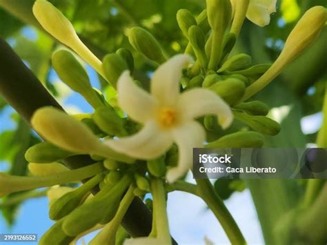 파파야 나무 새싹과 꽃 꽃주기의 단계 파파야 나무의 아름다움 새싹과 꽃이 조화를 이룹니다 자연의 변화 파파야 나무의 새싹과 꽃 0명에 대한 스톡 사진 및 기타 이미지
