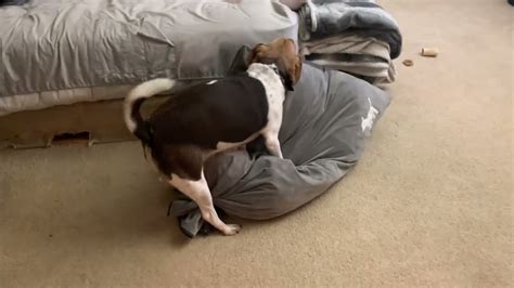 Beagles Are Still Having Sex Youtube