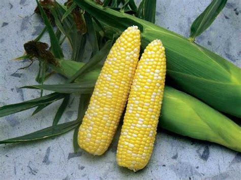 22 Sweet Corn Varieties You Need To Know Growing Produce