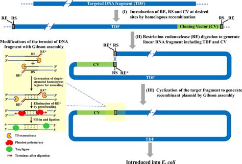 Schematic Diagram For Targeted Cloning Of Large Dna Fragments Tcld