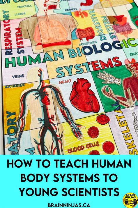 How To Teach Human Body Systems To Young Scientists 911吃瓜网