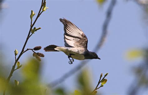 四季の詩 野鳥の詩 オオルリの飛び出し