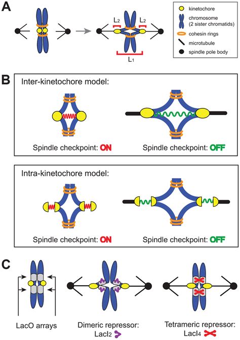 What Does The Spindle Assembly Checkpoint Prevent At Isabel Baldwin Blog