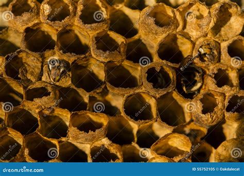 Abandoned Wasp Nest Entombed Emerging Wasp Photos Free And Royalty Free