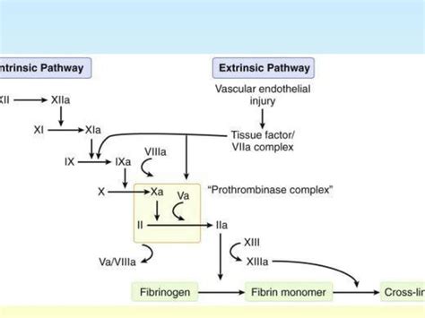 Dvt And Pulmonary Embolism Ppt