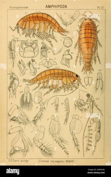 An Account Of The Crustacea Of Norway Christiania A Cammermeyer 1895 1928 Crustacea Norway
