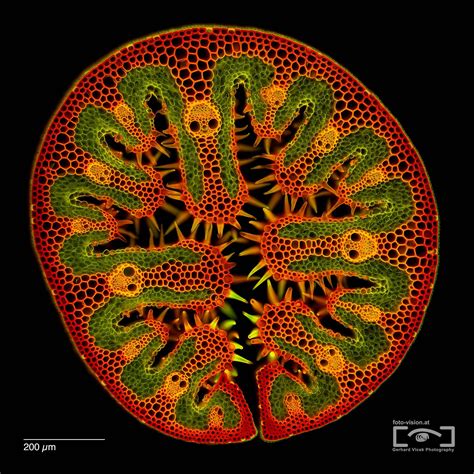 European Beach Grass Ammophila Arenaria Leaf Cross Section 30 µm Staining With Auramine