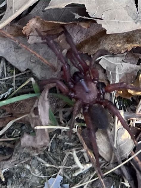 Mygalomorphs From Cincinnati Nature Center Milford Oh Us On October