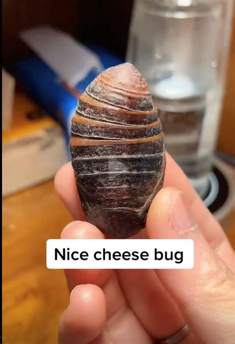 Forbidden Cheese Bug Rforbiddensnacks