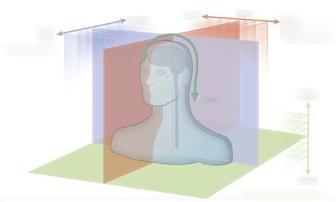 Diagram Of Brain Basics Quizlet