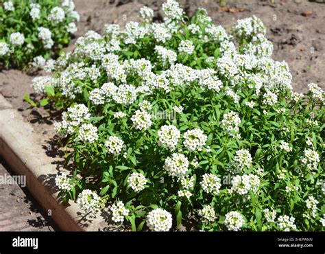 Petite Snow White Flowers Of Lobularia Maritima Alyssum Maritimum