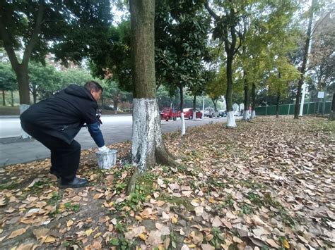 美丽西财丨树干涂白穿“新衣”，尽享“spa”越寒冬 西南财经大学后勤服务总公司