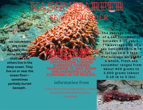 Kason Harper Sea Cucuber Information From Sea Cucumber T H E A V E R