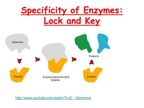 Ppt Specificity Of Enzymes Powerpoint Presentation Free Download